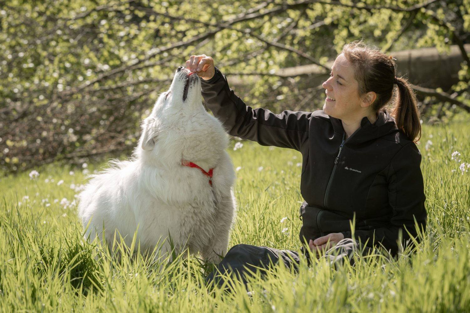 Devenir comportementaliste canin : faire de sa passion un métier