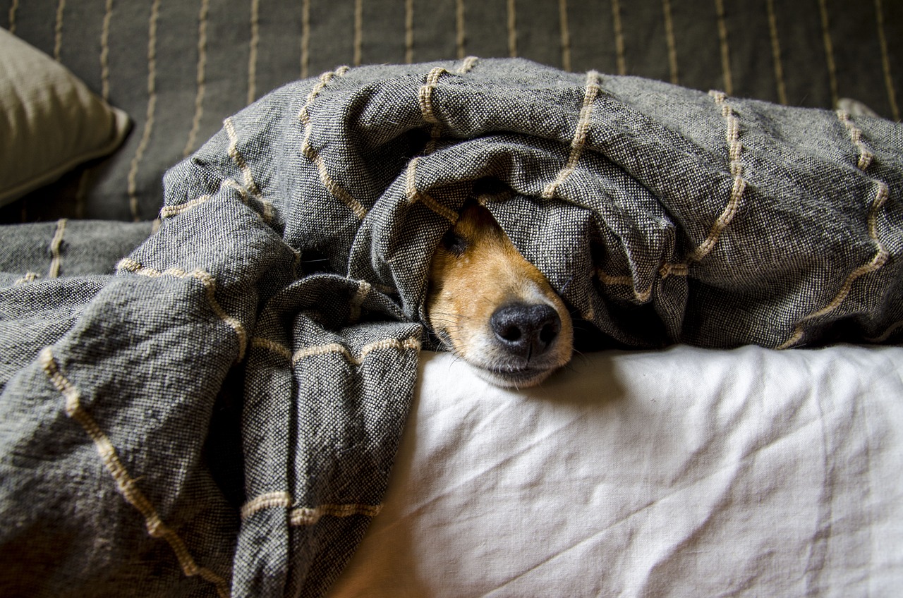 Le grattage excessif chez le chien : Causes, conséquences et solutions ...